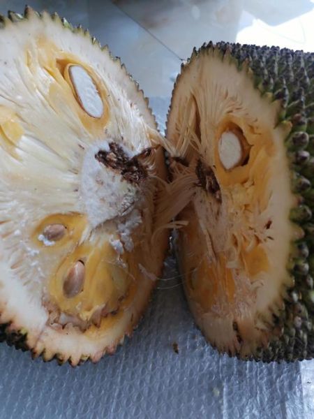 菠萝蜜太难吃了怎么办_为什么有人觉得臭-第1张图片-山城妙识