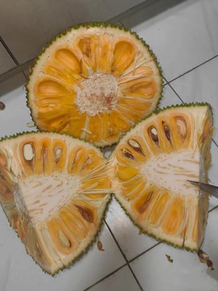 菠萝蜜太难吃了怎么办_为什么有人觉得臭-第2张图片-山城妙识