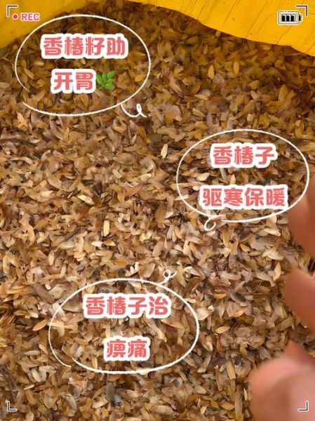 香椿籽的功效与作用_香椿籽怎么吃效果好-第1张图片-山城妙识