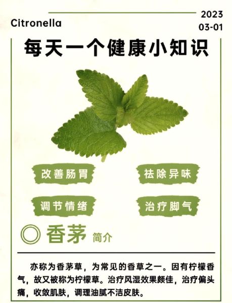 香茅是什么中药_香茅的功效与作用-第2张图片-山城妙识