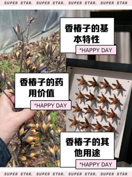 香椿子泡水喝的功效与作用_香椿子泡水喝的正确方法-第2张图片-山城妙识