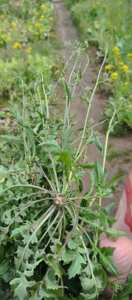 地米菜煮鸡蛋的由来_地米菜煮鸡蛋有什么功效-第1张图片-山城妙识