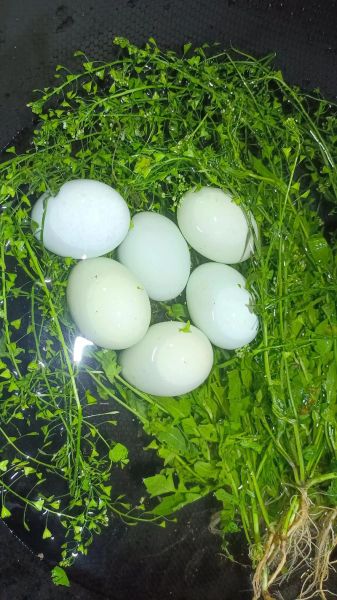 地米菜煮鸡蛋的由来_地米菜煮鸡蛋有什么功效-第2张图片-山城妙识