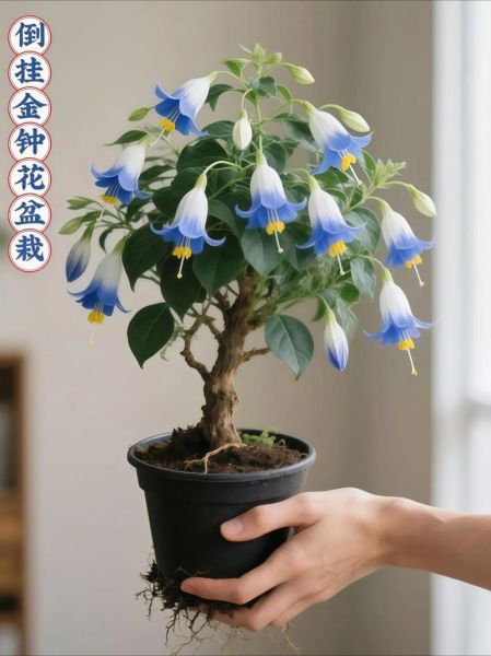 灯笼花图片_灯笼花怎么养-第3张图片-山城妙识