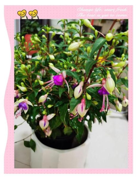 灯笼花图片_灯笼花怎么养-第2张图片-山城妙识