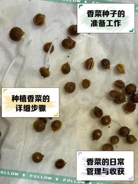 香菜种子不搓开几天能发芽_香菜种子多久发芽-第2张图片-山城妙识