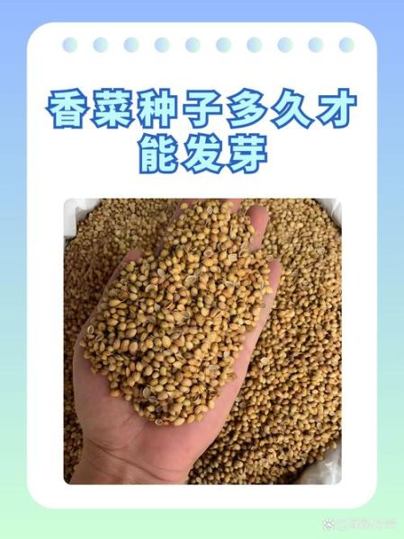香菜种子不搓开几天能发芽_香菜种子多久发芽-第1张图片-山城妙识