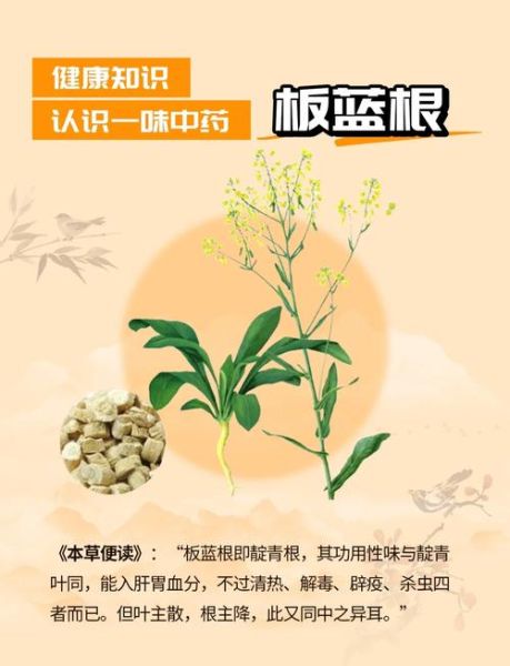 板蓝根的副作用是什么_板蓝根喝多了会怎样-第1张图片-山城妙识