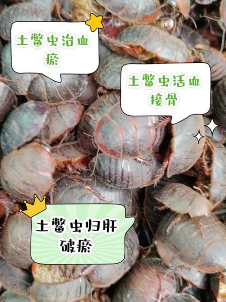 土鳖虫别名有哪些_土鳖虫别名叫什么-第3张图片-山城妙识