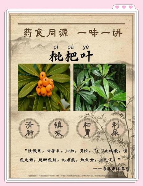 枇杷叶的功效与作用_枇杷叶怎么泡水喝-第1张图片-山城妙识