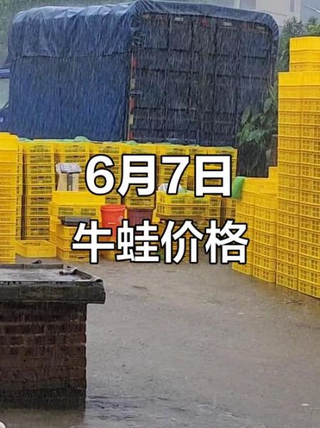 牛蛙收购价格_多少钱一斤-第2张图片-山城妙识