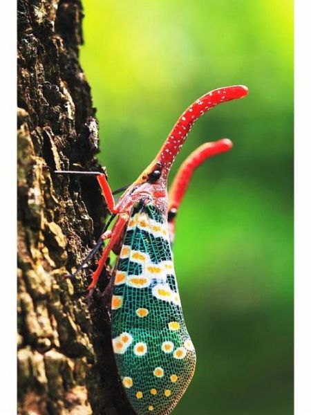 龙眼鸡有毒吗_龙眼鸡能不能吃-第1张图片-山城妙识