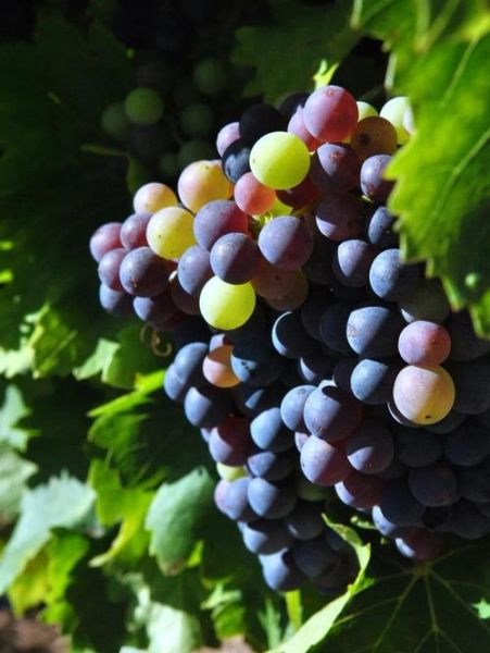 树葡萄酒的功效与作用_树葡萄酒适合什么人喝-第2张图片-山城妙识