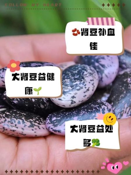 肾豆怎么煮才软糯_肾豆的做法大全-第1张图片-山城妙识