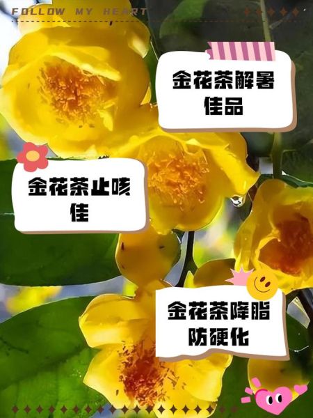 金花茶的功效与作用及禁忌_金花茶适合什么人喝-第3张图片-山城妙识