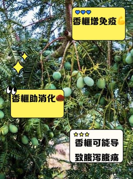 香榧子功效与禁忌_什么人不能吃香榧子-第1张图片-山城妙识