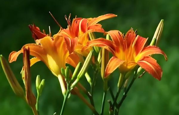 黄花菜图片大全大图_如何挑选优质黄花菜-第1张图片-山城妙识