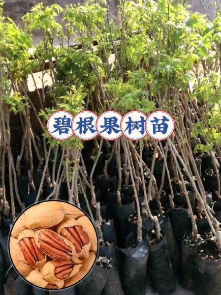碧根果树长什么样_碧根果树图片与实物区别-第2张图片-山城妙识