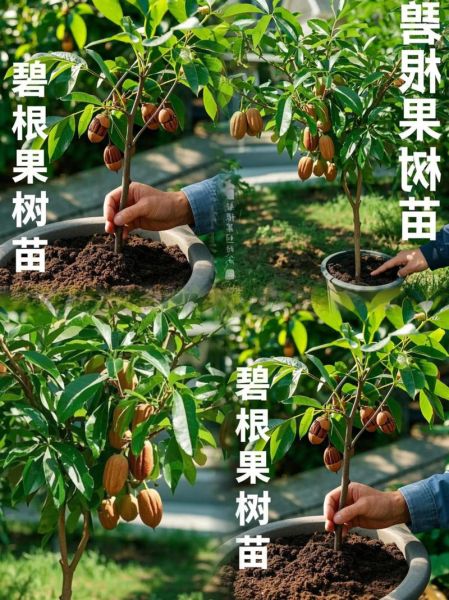 碧根果树长什么样_碧根果树图片与实物区别-第3张图片-山城妙识