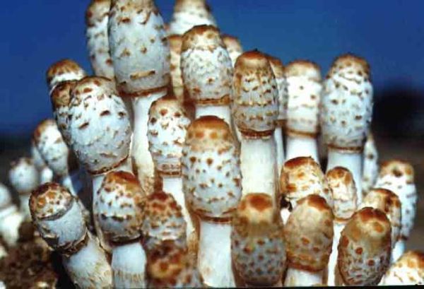 鸡腿菇与双孢菇生长条件相似吗_栽培环境对比-第3张图片-山城妙识