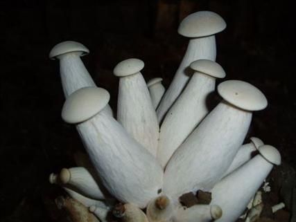 鸡腿菇与双孢菇生长条件相似吗_栽培环境对比-第2张图片-山城妙识