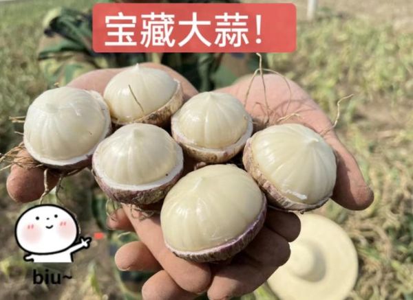 独头蒜和大蒜的区别_哪个营养更高-第3张图片-山城妙识