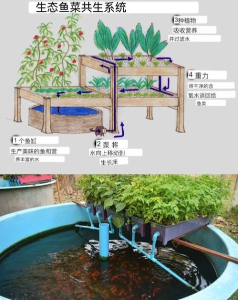 鱼菜共生系统大棚造价_多少钱一亩-第1张图片-山城妙识