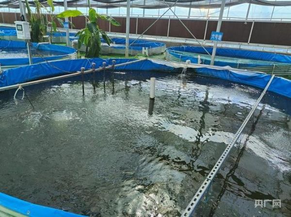 鱼菜共生系统大棚造价_多少钱一亩-第2张图片-山城妙识