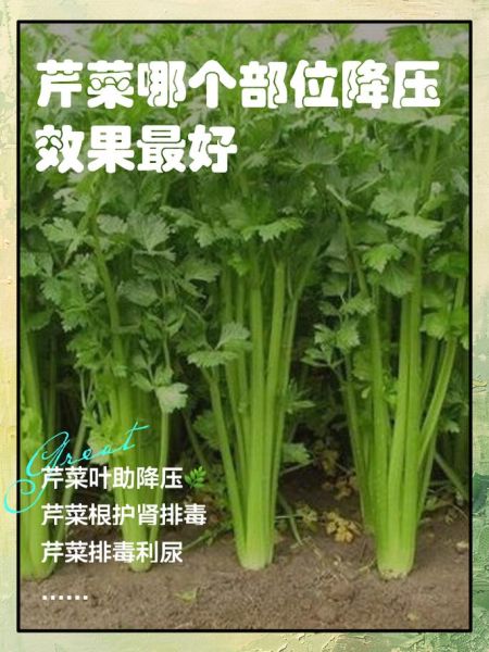 芹菜降血压吗_芹菜的副作用与禁忌-第1张图片-山城妙识