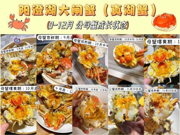 大闸蟹几月份上市_大闸蟹什么时候吃最好-第1张图片-山城妙识