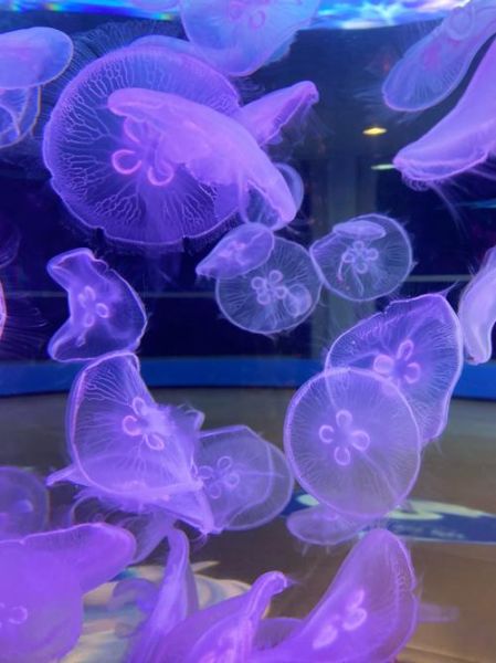 水母是动物吗_水母属于什么类群-第1张图片-山城妙识