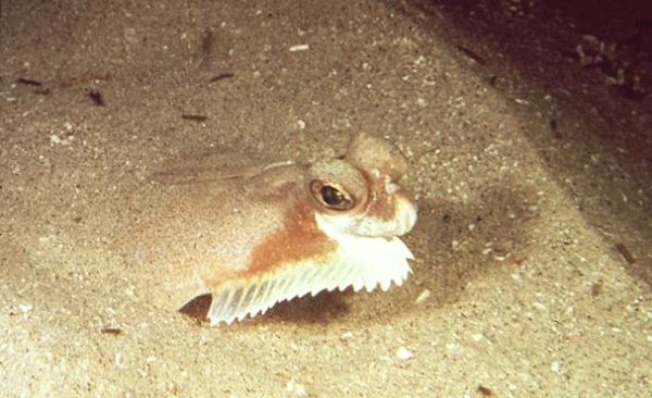 碟鱼是什么鱼_碟鱼与比目鱼的区别-第1张图片-山城妙识