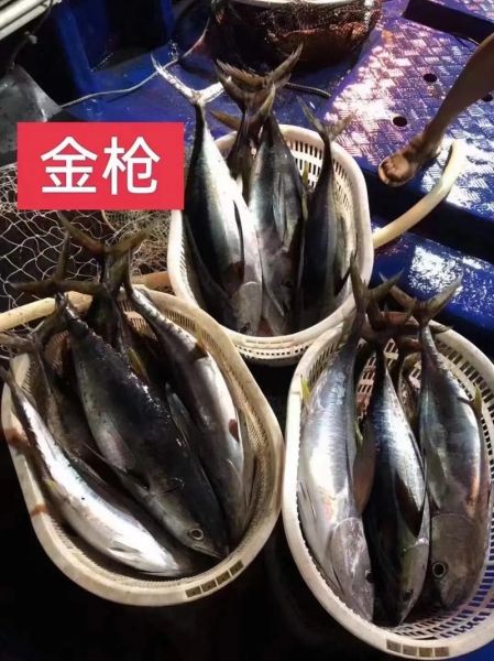 金枪鱼价格多少钱一斤_金枪鱼价格图片大全-第3张图片-山城妙识