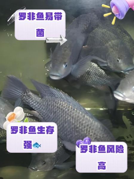 罗非鱼刺多吗_罗非鱼适合宝宝吃吗-第2张图片-山城妙识