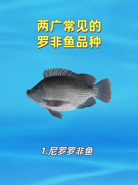 罗非鱼刺多吗_罗非鱼适合宝宝吃吗-第3张图片-山城妙识