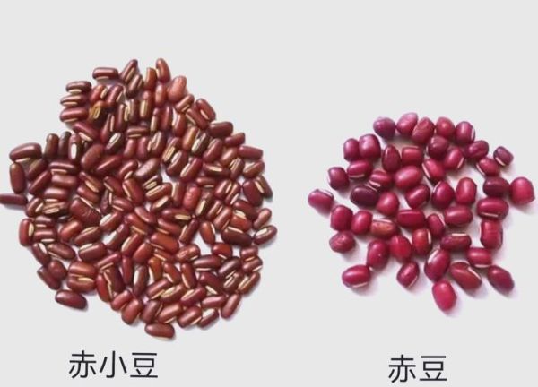 赤小豆是什么豆_赤小豆和红豆的区别-第1张图片-山城妙识