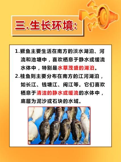 桂鱼和鳜鱼是一种鱼么_区别与选购指南-第1张图片-山城妙识