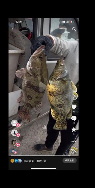 桂鱼和鳜鱼是一种鱼么_区别与选购指南-第2张图片-山城妙识