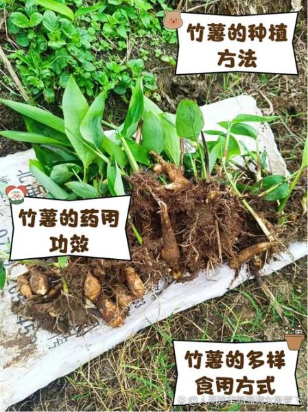 竹薯长什么样_竹薯和木薯的区别-第3张图片-山城妙识