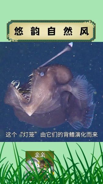 鮟鱇鱼怎么读_鮟鱇鱼读音是什么-第3张图片-山城妙识