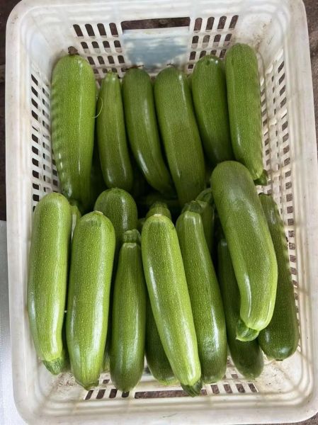 西葫芦又叫什么瓜_西葫芦别名有哪些-第2张图片-山城妙识