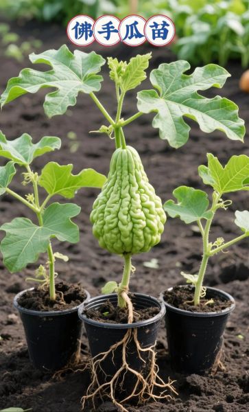 佛手瓜能活几年_一棵佛手瓜寿命多久-第3张图片-山城妙识