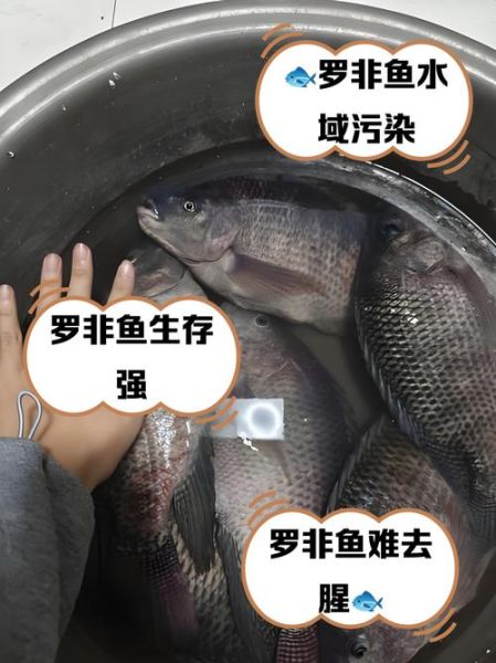 罗非鱼为什么不能吃_罗非鱼吃了有什么危害-第1张图片-山城妙识
