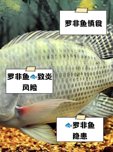 罗非鱼为什么不能吃_罗非鱼吃了有什么危害-第3张图片-山城妙识