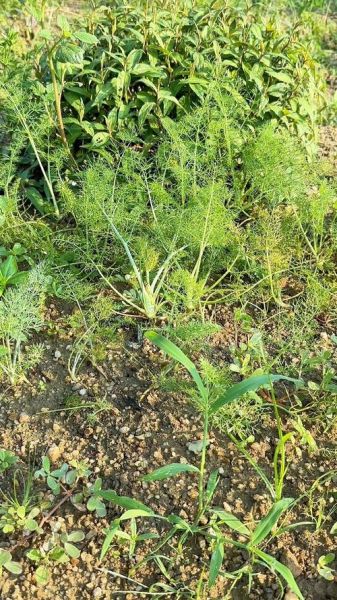 茴香苗炒鸡蛋的功效与作用_孕妇能吃吗-第3张图片-山城妙识