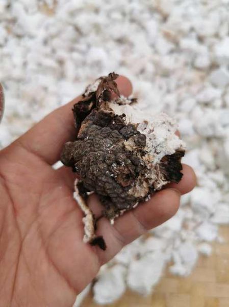 茯苓粉什么时候吃最好_茯苓粉空腹吃还是饭后吃-第2张图片-山城妙识