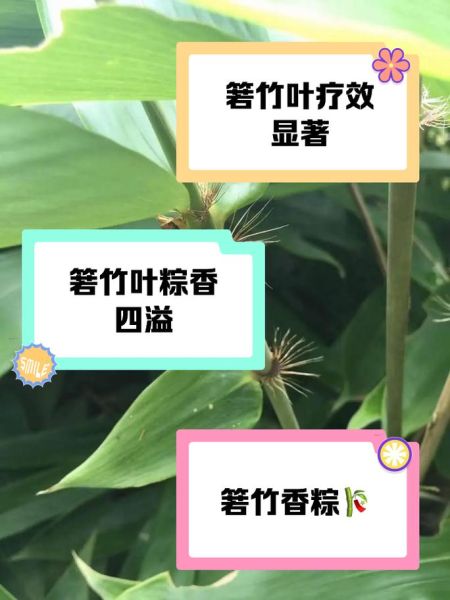 箬竹叶的功效与作用_箬竹叶怎么吃最好-第1张图片-山城妙识