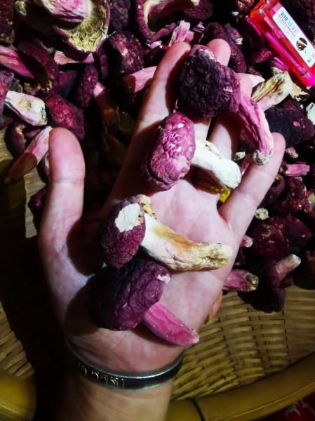 正红菇怎么辨别真假_正红菇价格多少钱一斤-第2张图片-山城妙识