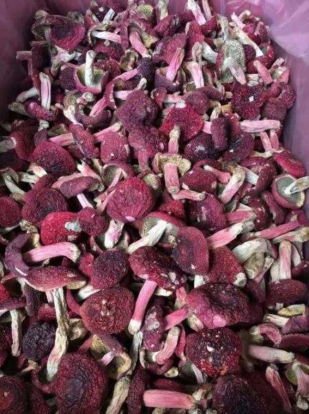 正红菇怎么辨别真假_正红菇价格多少钱一斤-第1张图片-山城妙识