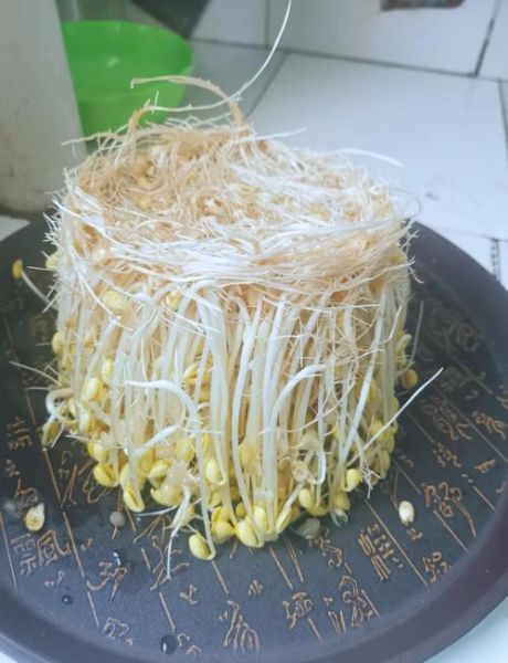在家发黄豆芽的方法_黄豆芽怎么发最快-第2张图片-山城妙识 在家发黄豆芽的方法_黄豆芽怎么发最快-第2张图片-山城妙识